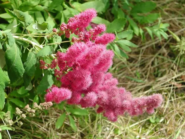 Spirea Douglas: foto em paisagismo, plantio e cuidado 12725_1