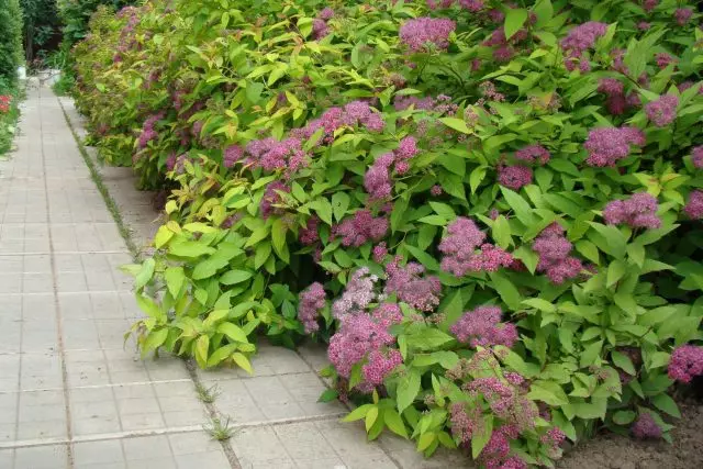 Spirea Douglas: foto ing desain lanskap, tanduran lan perawatan 12725_2