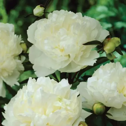 Peony Duchesse de Nemours: hunhu, kudyara uye kuchengetedza, kurima 12726_1