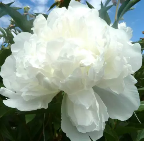 Peony Duchesse de Nemours: ciri, melak sareng miara, ngokolakeun 12726_2