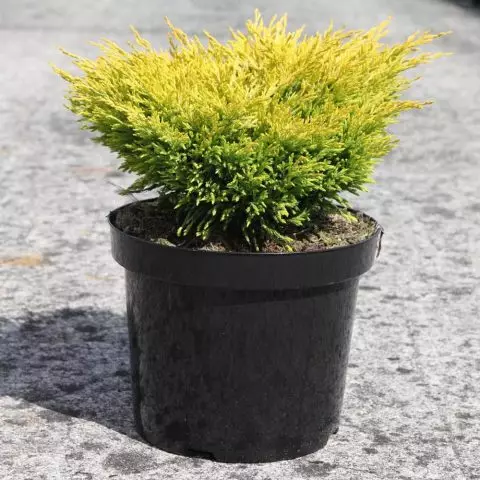 Juniper Laim Glow (Limeglow): deskripsyon, plante ak swen, revize 12743_2