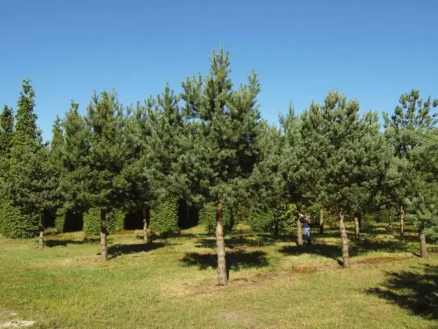 Scots pine: hoe't it der útsjocht, wêr't it groeit, plantsje en fersoargje 12751_1