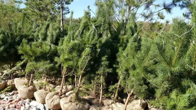 Scots pine: hoe't it der útsjocht, wêr't it groeit, plantsje en fersoargje 12751_10