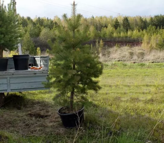 Scots pine: hoe't it der útsjocht, wêr't it groeit, plantsje en fersoargje 12751_11