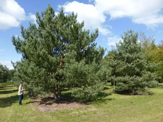 Scots pine: hoe't it der útsjocht, wêr't it groeit, plantsje en fersoargje 12751_12