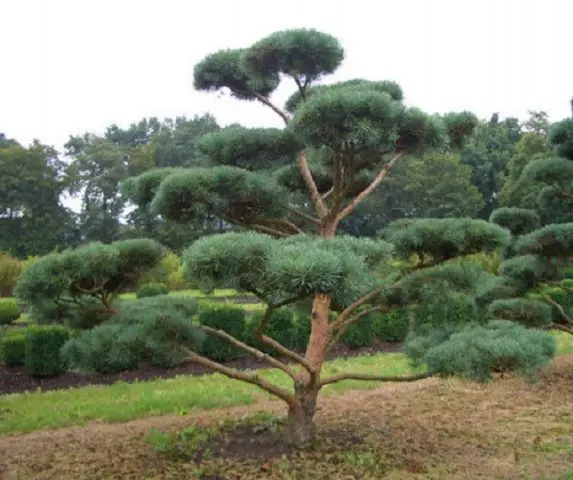 Scots pine: hoe't it der útsjocht, wêr't it groeit, plantsje en fersoargje 12751_13