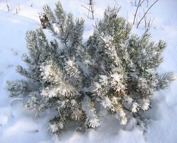 Scots pine: hoe't it der útsjocht, wêr't it groeit, plantsje en fersoargje 12751_25