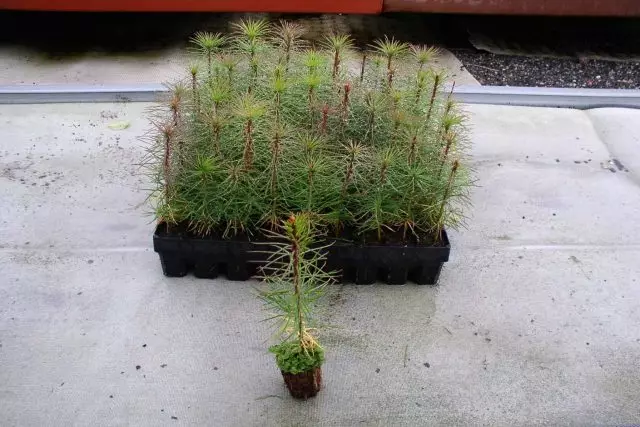 Scots pine: hoe't it der útsjocht, wêr't it groeit, plantsje en fersoargje 12751_26