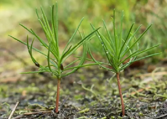 Scots pine: hoe't it der útsjocht, wêr't it groeit, plantsje en fersoargje 12751_27