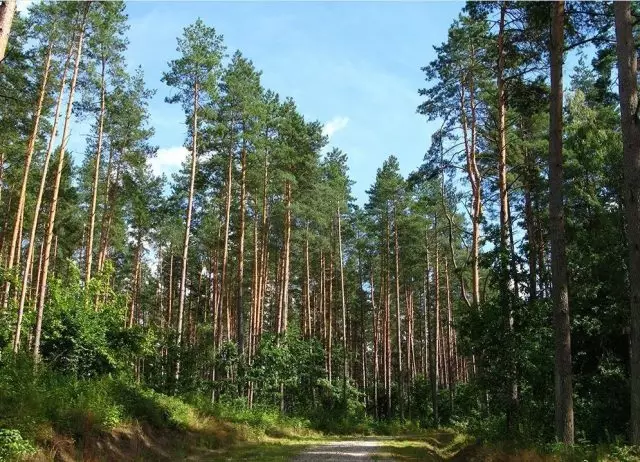 Scots pine: hoe't it der útsjocht, wêr't it groeit, plantsje en fersoargje 12751_28