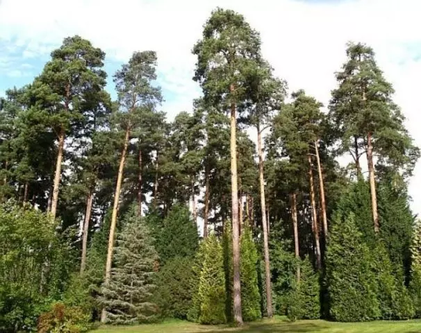 Scots pine: hoe't it der útsjocht, wêr't it groeit, plantsje en fersoargje 12751_3