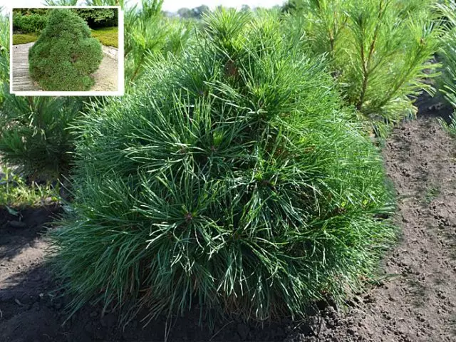 Scots pine: hoe't it der útsjocht, wêr't it groeit, plantsje en fersoargje 12751_6