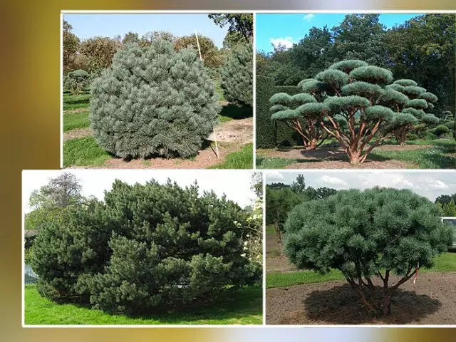 Scots pine: hoe't it der útsjocht, wêr't it groeit, plantsje en fersoargje 12751_7