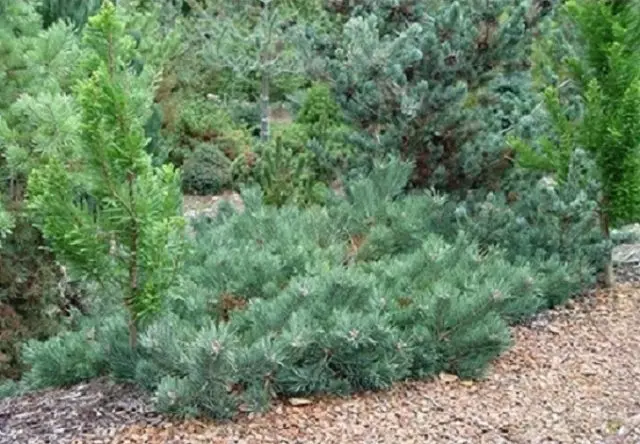 Scots pine: hoe't it der útsjocht, wêr't it groeit, plantsje en fersoargje 12751_8