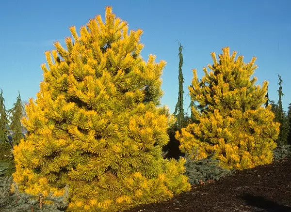 Scots pine: hoe't it der útsjocht, wêr't it groeit, plantsje en fersoargje 12751_9