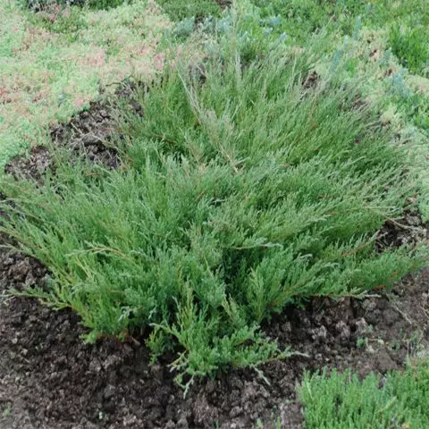 Kräizer Juniper (kräfteg): Beschreiwung, Planzung a Fleeg, Reproduktioun, Foto 12757_2