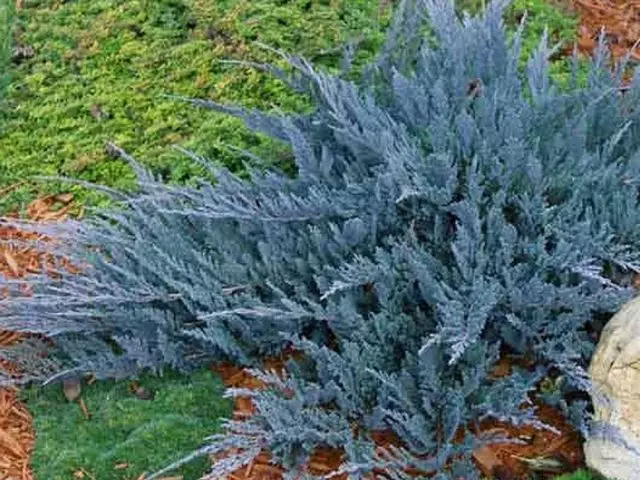 Kräizer Juniper (kräfteg): Beschreiwung, Planzung a Fleeg, Reproduktioun, Foto 12757_3