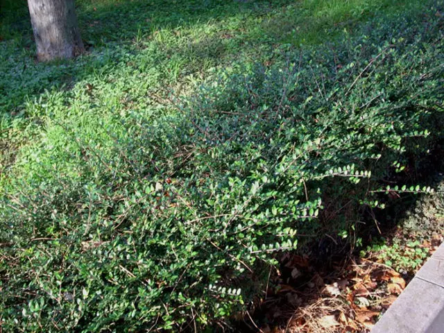 Honeysuckle: plantado en Uralo, la plej bonaj grandfruktaj specoj, kiam planti, kiel prepari vintron 12762_1