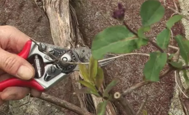 Honeysuckle: Urals ۾ پوکڻ ، بھترين قسم جا بهترين ميوا ، جڏھن پوکڻ گھرجي ، سياري جي تياري ڪيئن ڪجي. 12762_13