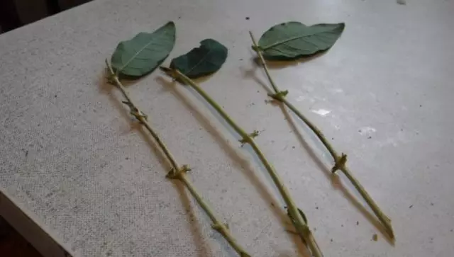 Chèvrefeuille: planter dans l'Oural, les meilleures variétés à gros fruits, quand planter, comment se préparer pour l'hiver 12762_14