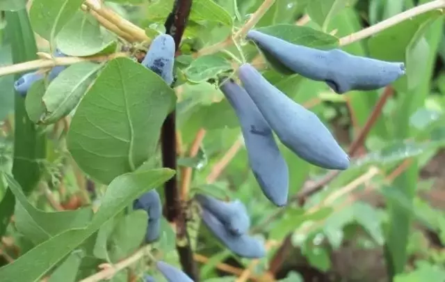 Honeysuckle: cog hauv Urals, qhov zoo tshaj plaws loj-fruited ntau yam, thaum cog, yuav ua li cas npaj rau lub caij ntuj no 12762_18