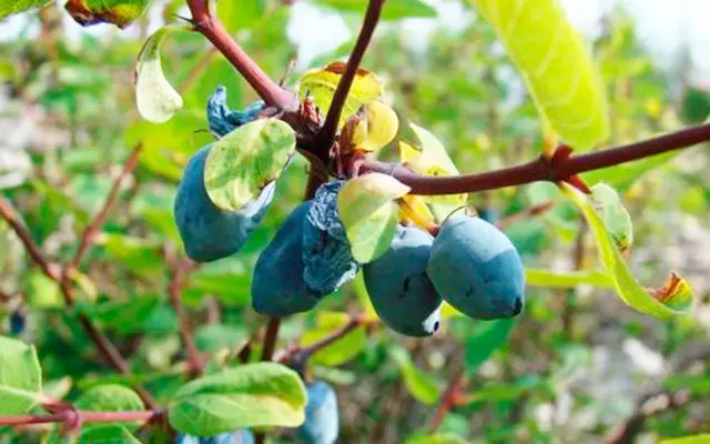 Honeysuckle: Urals ۾ پوکڻ ، بھترين قسم جا بهترين ميوا ، جڏھن پوکڻ گھرجي ، سياري جي تياري ڪيئن ڪجي. 12762_2