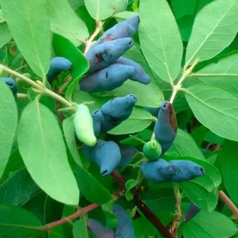 Honeysuckle: cog hauv Urals, qhov zoo tshaj plaws loj-fruited ntau yam, thaum cog, yuav ua li cas npaj rau lub caij ntuj no 12762_21