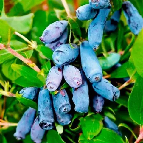 Honeysuckle: Urals ۾ پوکڻ ، بھترين قسم جا بهترين ميوا ، جڏھن پوکڻ گھرجي ، سياري جي تياري ڪيئن ڪجي. 12762_22