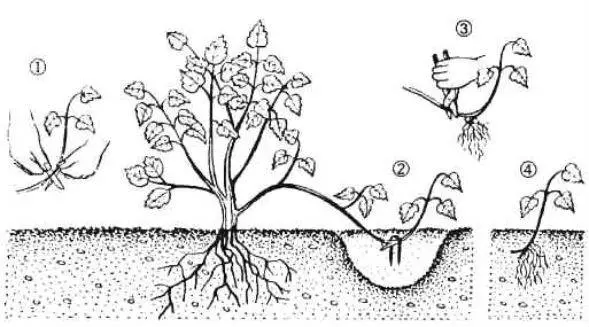 Chèvrefeuille: planter dans l'Oural, les meilleures variétés à gros fruits, quand planter, comment se préparer pour l'hiver 12762_28