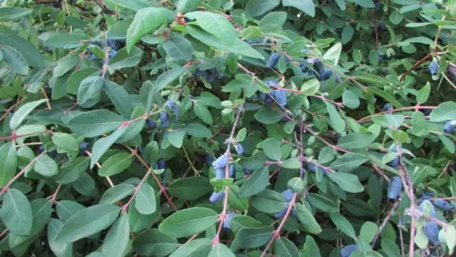 Honeysuckle: Urals ۾ پوکڻ ، بھترين قسم جا بهترين ميوا ، جڏھن پوکڻ گھرجي ، سياري جي تياري ڪيئن ڪجي. 12762_3