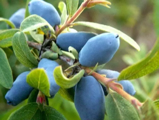 Honeysuckle: Urals ۾ پوکڻ ، بھترين قسم جا بهترين ميوا ، جڏھن پوکڻ گھرجي ، سياري جي تياري ڪيئن ڪجي. 12762_4