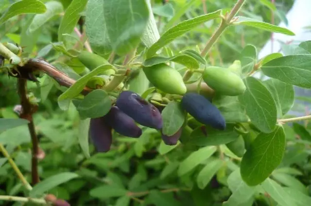 Honeysuckle: planting i Ural, de beste storfruktede varianter, når du skal plante, hvordan du forbereder deg til vinteren 12762_7