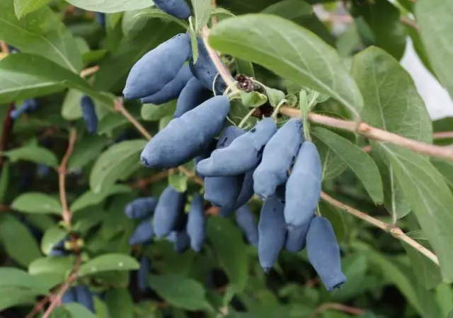 Honeysuckle Gourmand: xilma -xillik tavsifi, fotosuratlar, sharhlar, ekish va parvarish qilish, eng yaxshi changlatuvchilar 12769_6