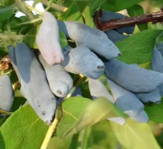 Honeysuckle Chosen: lajikkeen kuvaus, istutus ja hoito, lajikkeen pölyttäjät, valokuvat, arvostelut 12771_1