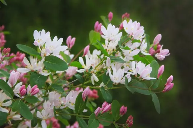 Honeysuckle Chosen: lajikkeen kuvaus, istutus ja hoito, lajikkeen pölyttäjät, valokuvat, arvostelut 12771_2