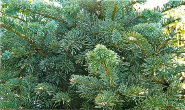 Ibimera (conifers): amafoto namazina, ibisobanuro, ubwoko, urutonde 12787_23