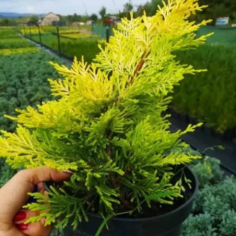 Conifers (conifers)៖ រូបថតនិងឈ្មោះការពិពណ៌នាប្រភេទបញ្ជី 12787_26