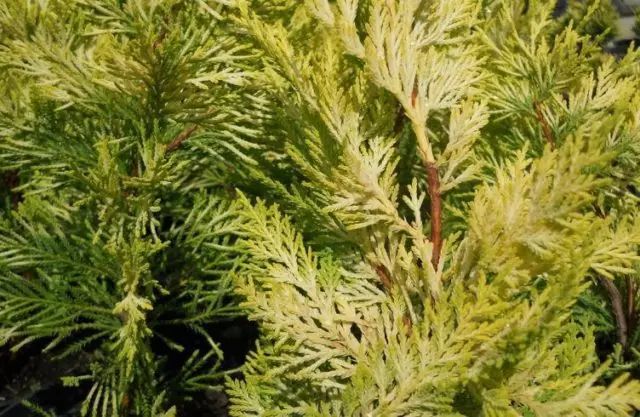 Conifers (conifers)៖ រូបថតនិងឈ្មោះការពិពណ៌នាប្រភេទបញ្ជី 12787_27