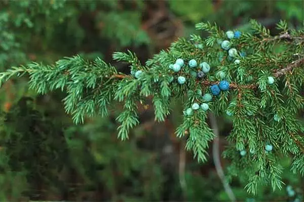 Хвойні дерева (хвойники): фото та назви, опис, види, список 12787_30