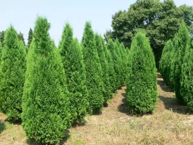 Conifers (conifers): ဓာတ်ပုံများနှင့်အမည်များ၊ ဖော်ပြချက်၊ အမျိုးအစားများ၊ စာရင်း 12787_31