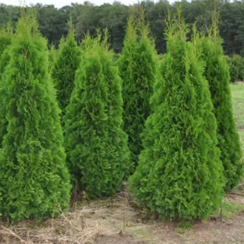 Conifers (conifers)៖ រូបថតនិងឈ្មោះការពិពណ៌នាប្រភេទបញ្ជី 12787_33