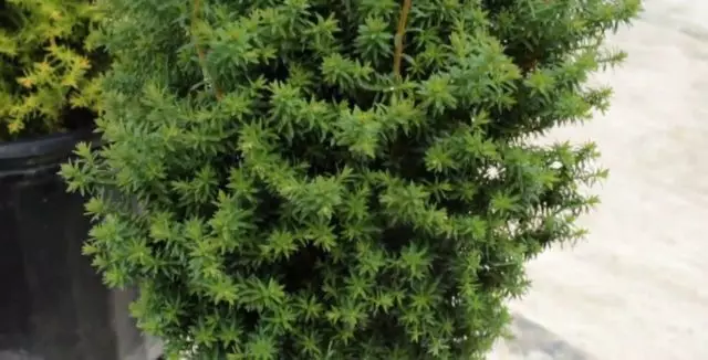 Conifers (conifers)៖ រូបថតនិងឈ្មោះការពិពណ៌នាប្រភេទបញ្ជី 12787_42