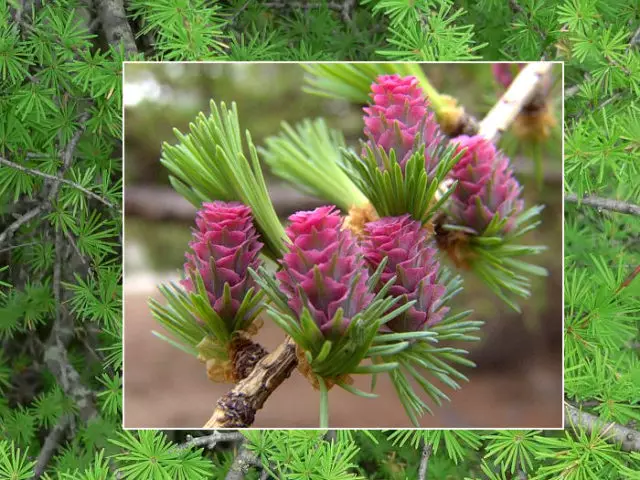 Conifers (conifers)៖ រូបថតនិងឈ្មោះការពិពណ៌នាប្រភេទបញ្ជី 12787_46