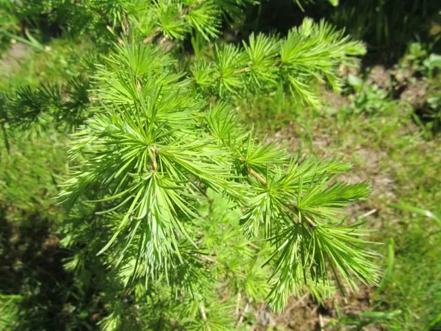 Ibimera (conifers): amafoto namazina, ibisobanuro, ubwoko, urutonde 12787_47