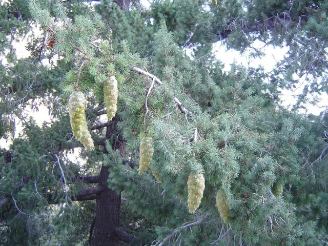 Ibimera (conifers): amafoto namazina, ibisobanuro, ubwoko, urutonde 12787_48