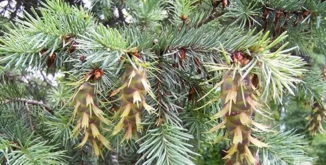 Conifers (conifers): picha na majina, maelezo, aina, orodha 12787_49