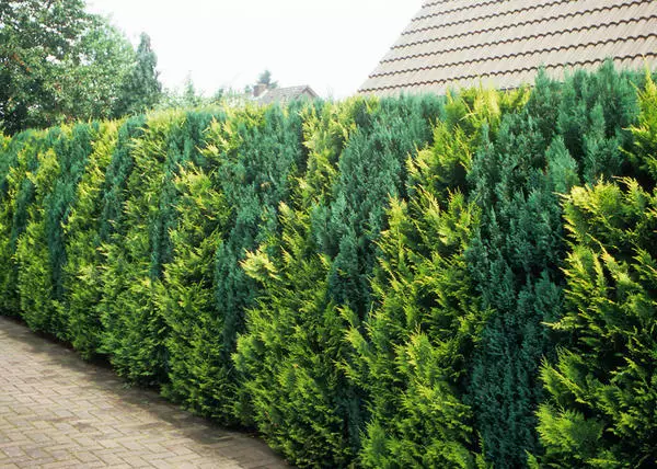 Conifers (conifers)៖ រូបថតនិងឈ្មោះការពិពណ៌នាប្រភេទបញ្ជី 12787_53