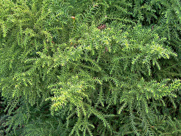 Conifers (conifers): picha na majina, maelezo, aina, orodha 12787_60