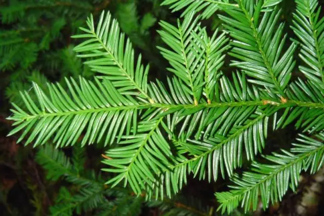 Conifers (conifers): ဓာတ်ပုံများနှင့်အမည်များ၊ ဖော်ပြချက်၊ အမျိုးအစားများ၊ စာရင်း 12787_9