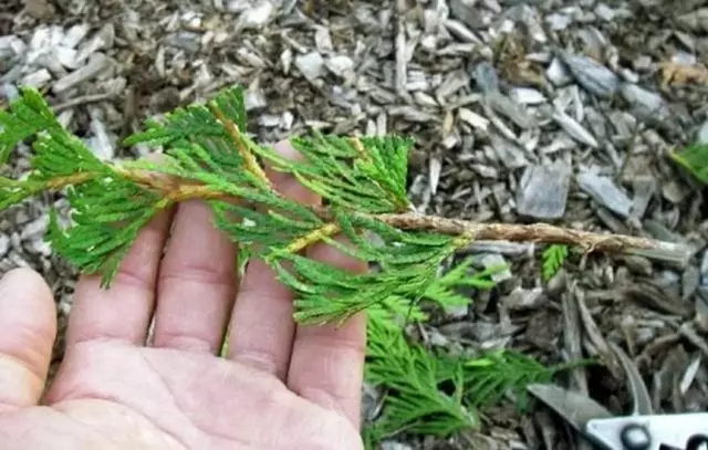 Mga pinagputulan ng conifers sa taglamig, tagsibol, tag-init at taglagas sa bahay 12797_2